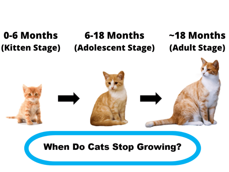 When Do Cats Stop Growing? What Age Do Cats Stop Growing? - The Kitty ...