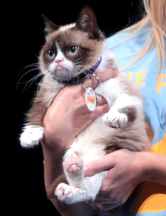 The Legacy of Grumpy Cat - The Kitty Expert