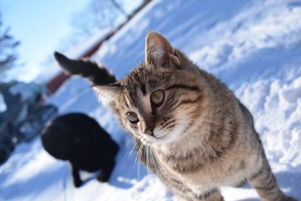 What to do if your Cat Gets Hypothermia or Frostbite - The Kitty Expert