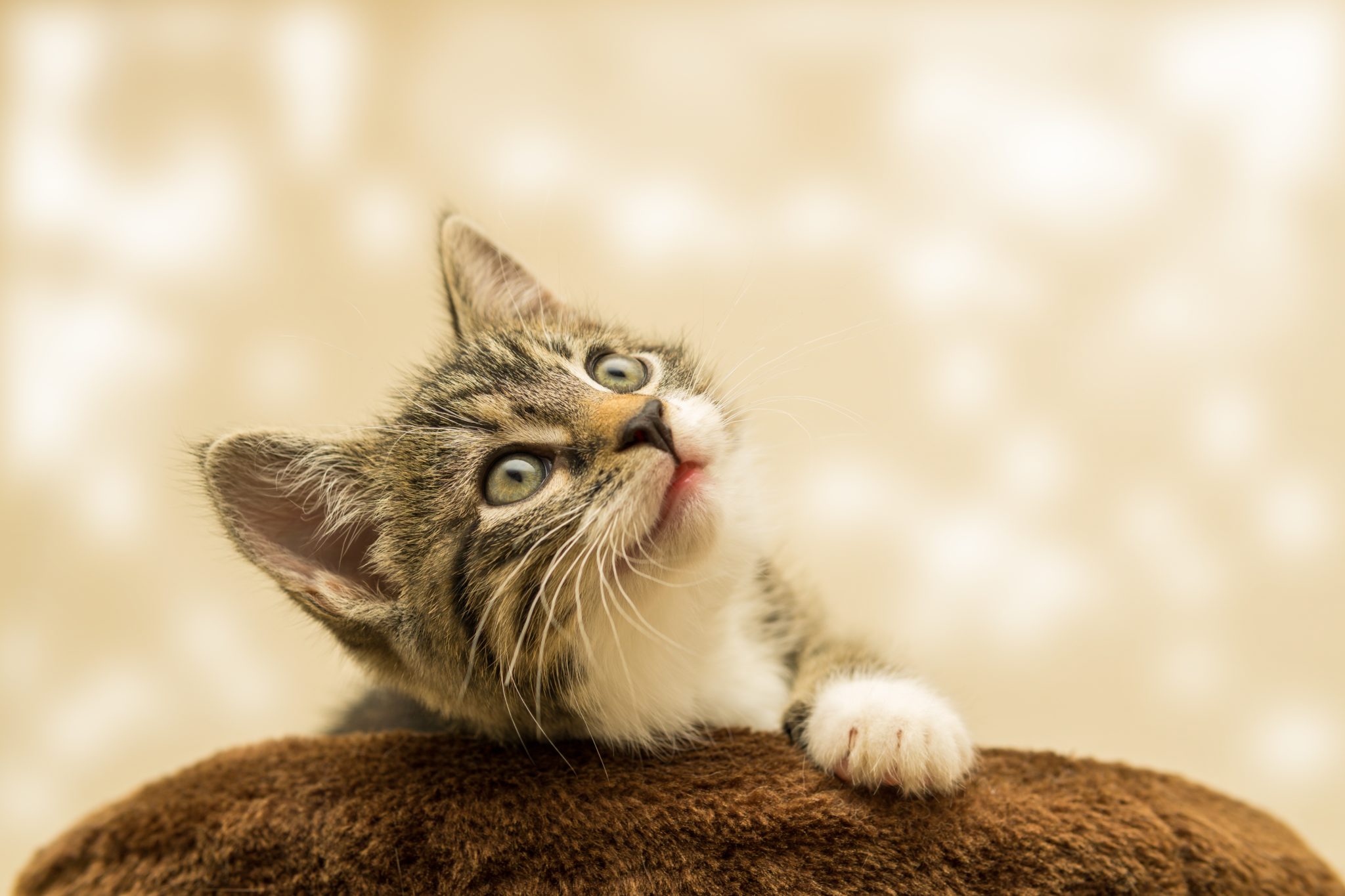 Our Cute Cat Pictures - The Kitty Expert