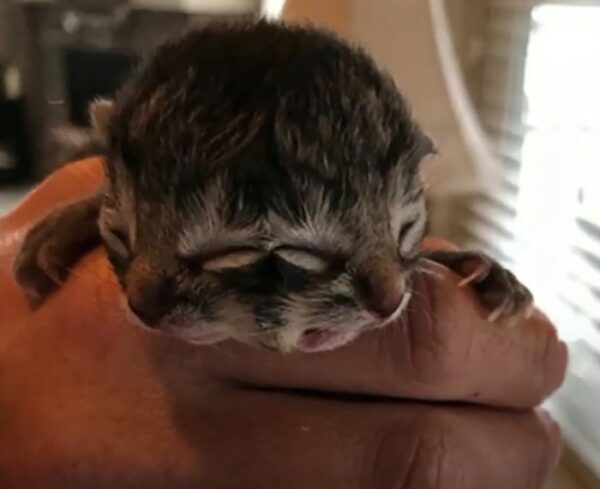 Janus Cat: Cat born with two faces in Oregon - The Kitty Expert
