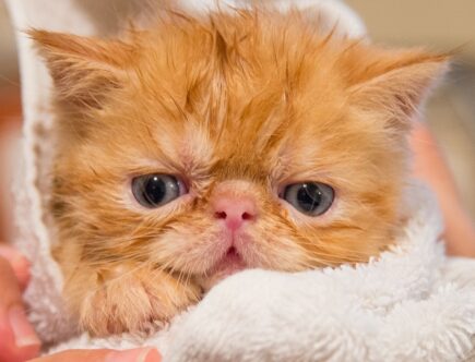 Kodkod Cat Facts (Güiña cat) - KittyExpert.com