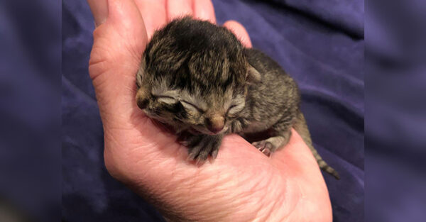 Janus Cat: Cat born with two faces in Oregon - The Kitty Expert