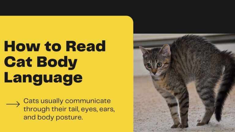How to Read Cat Body Language - The Kitty Expert