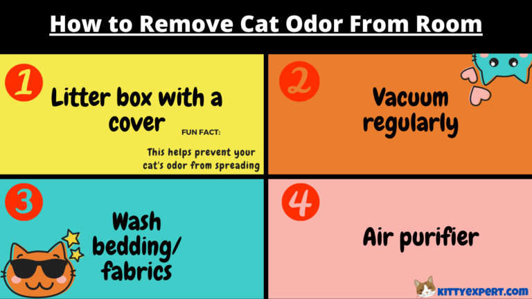 How to Remove Cat Odor From a Room - The Kitty Expert